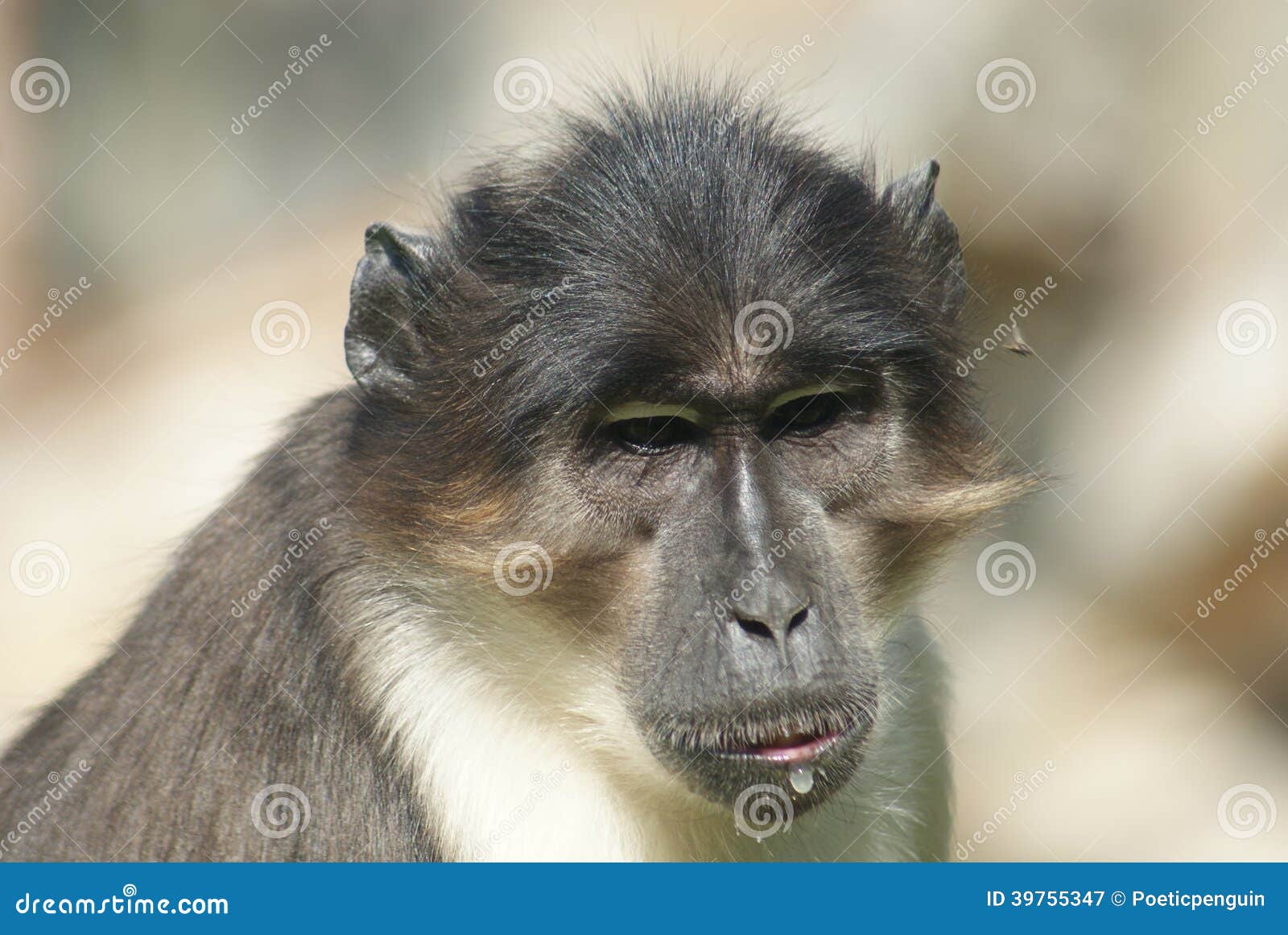 Talapoin - Miopithecus - Imagen Del Primer Imagen de archivo - Imagen ...