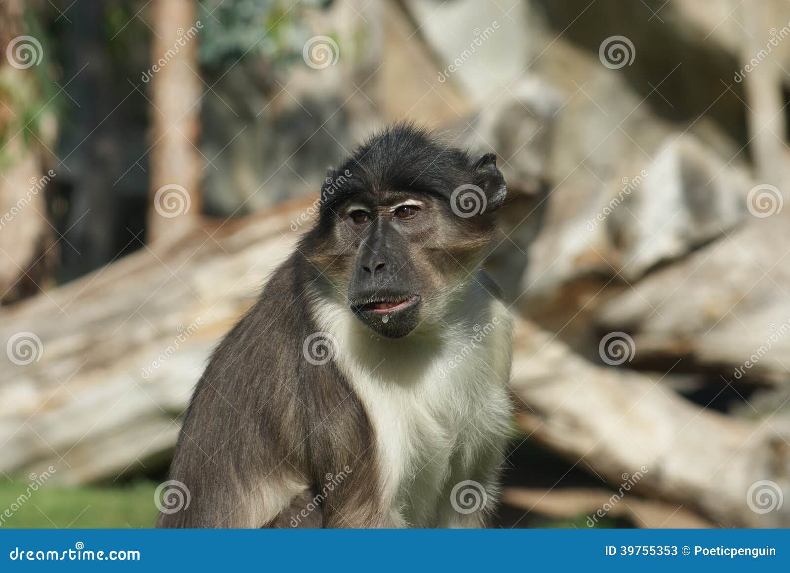 Talapoin - Miopithecus - Imagen Del Primer Imagen de archivo - Imagen ...