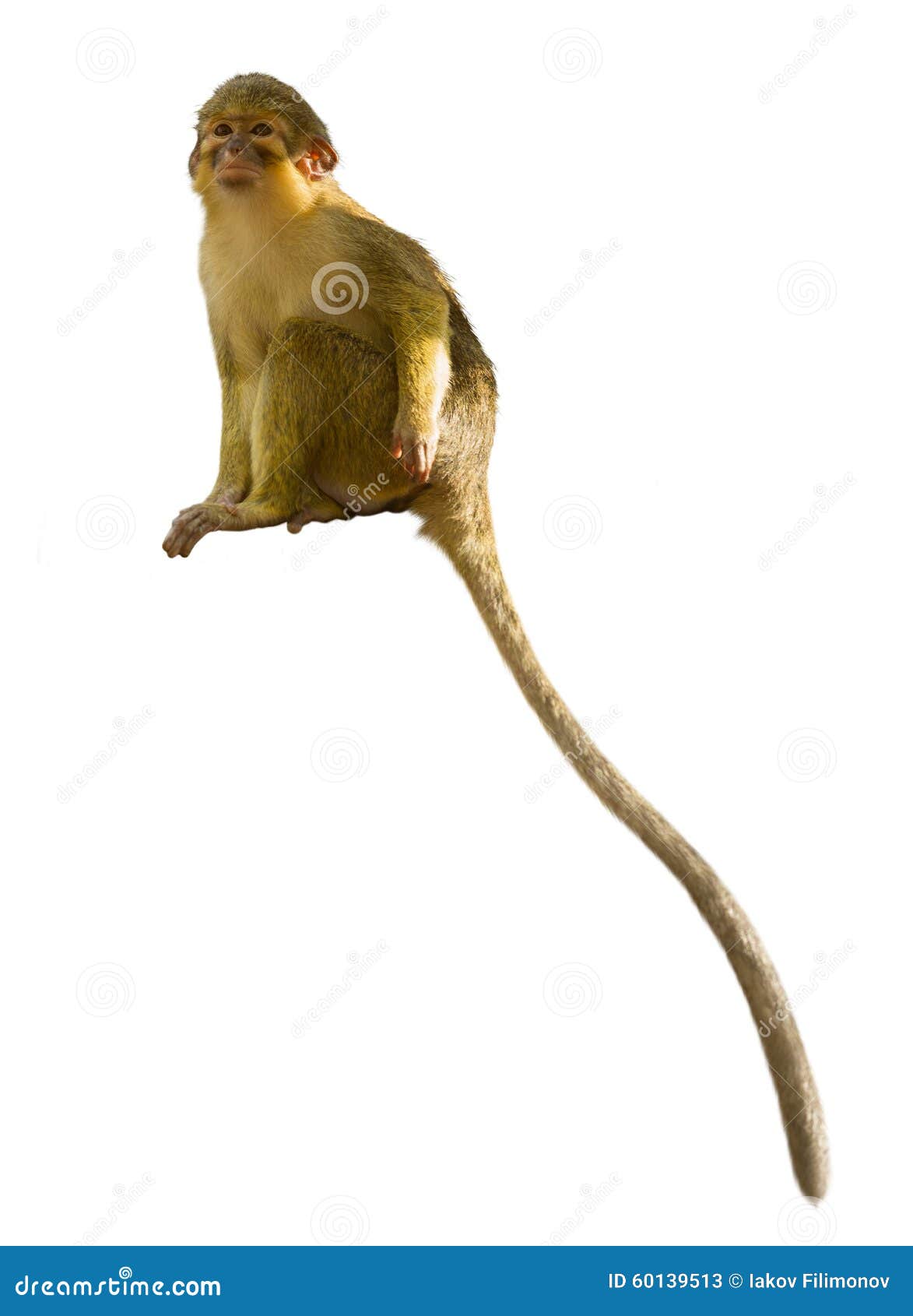 Talapoin (Miopithecus-talapoin) Stockbild - Bild von schnitt ...