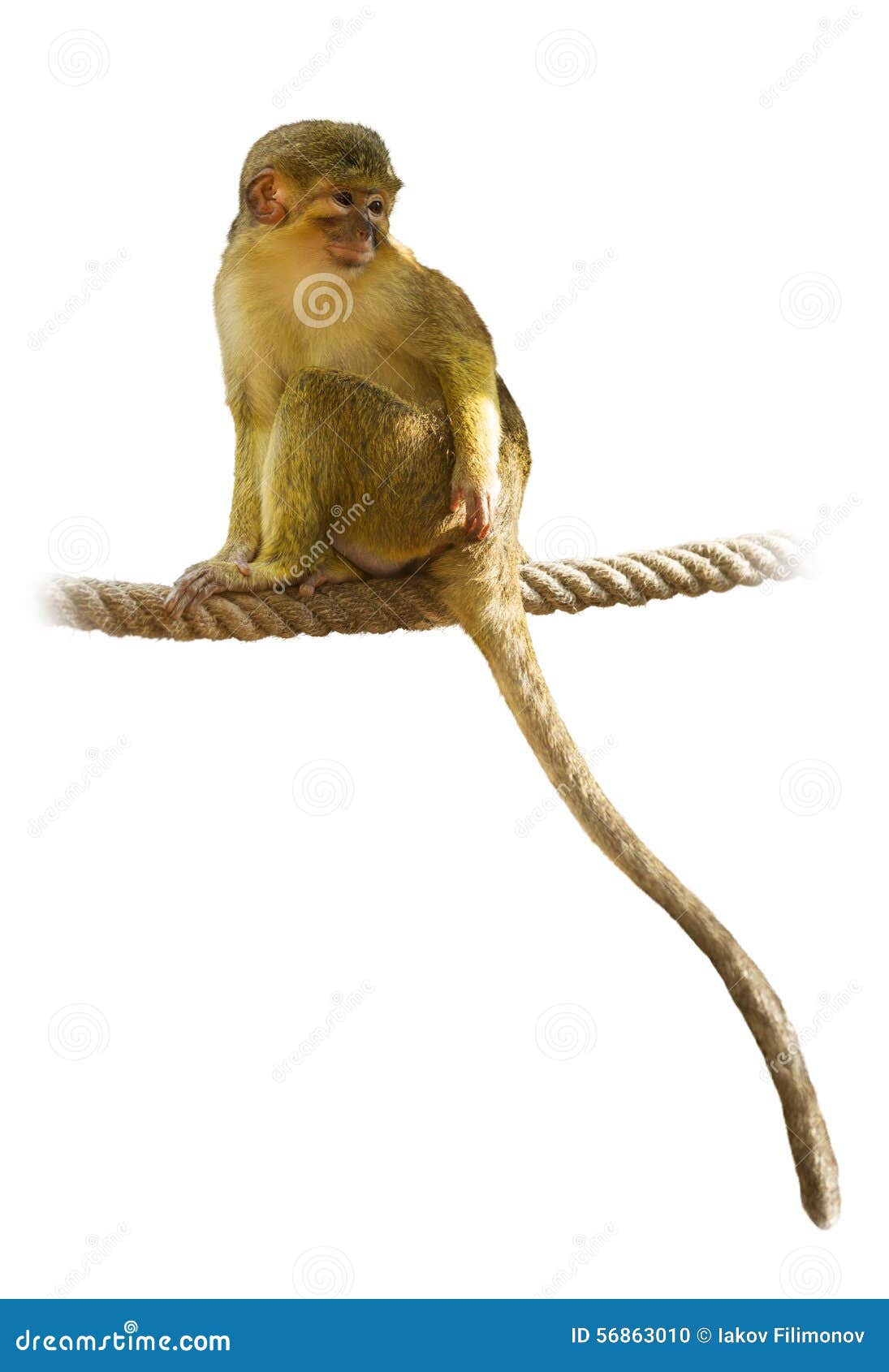 Talapoin on white stock photo. Image of mammal, wildlife - 56863010