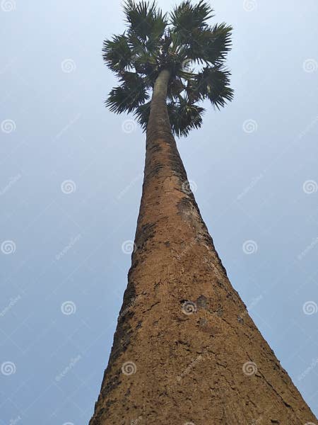 Taad tree stock image. Image of india, oct20, talasari - 129406407
