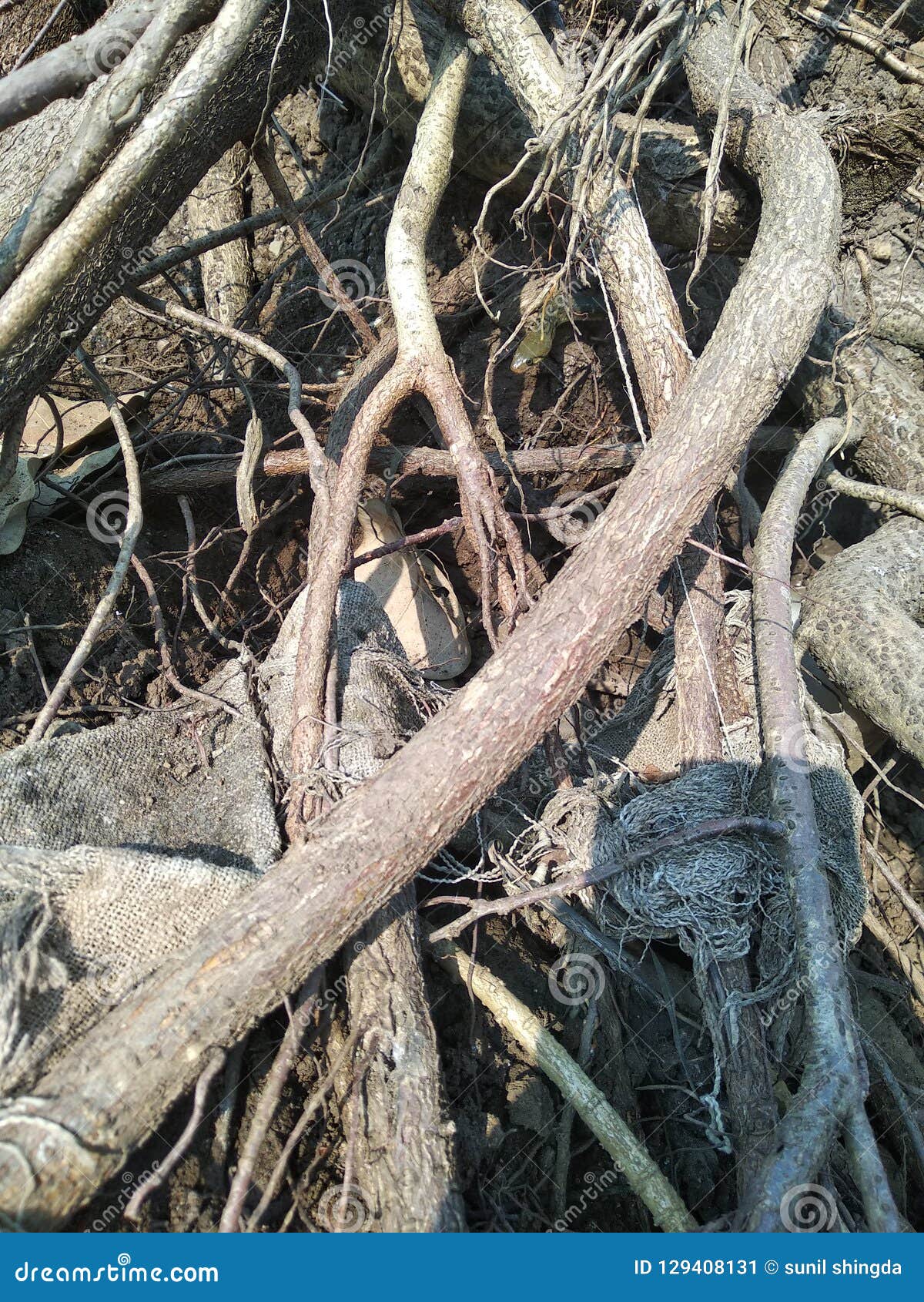 Snake stock image. Image of tree, inside, india, talasari - 129408131