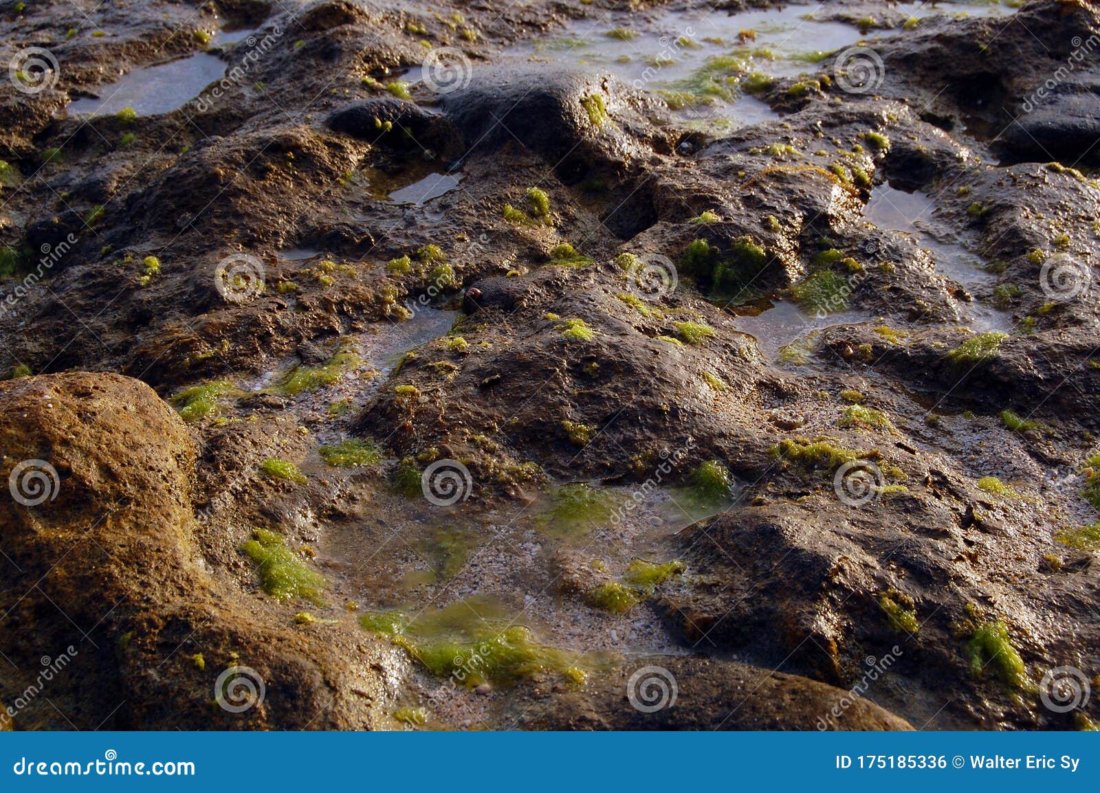 Tali Beach Rocks and Algae in Nasugbu, Batangas, Philippines Stock ...