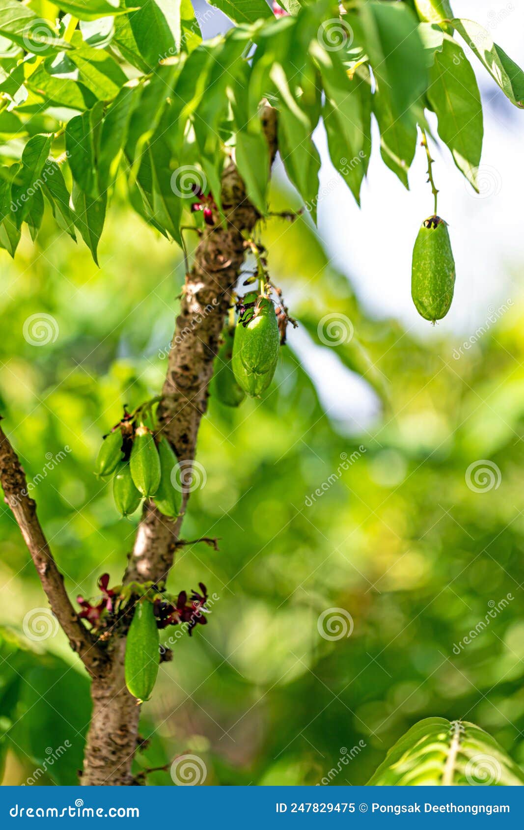Taling pling fruit stock image. Image of fruit, floral - 247829475
