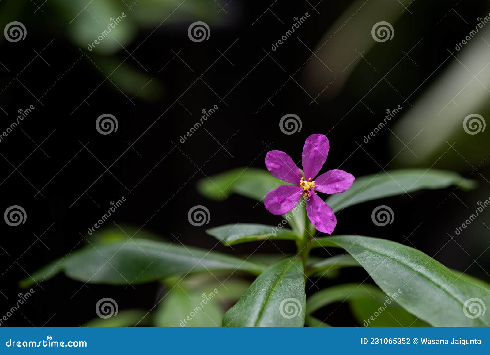 Talinum Paniculatum Flower on Nature Background Stock Photo - Image of ...