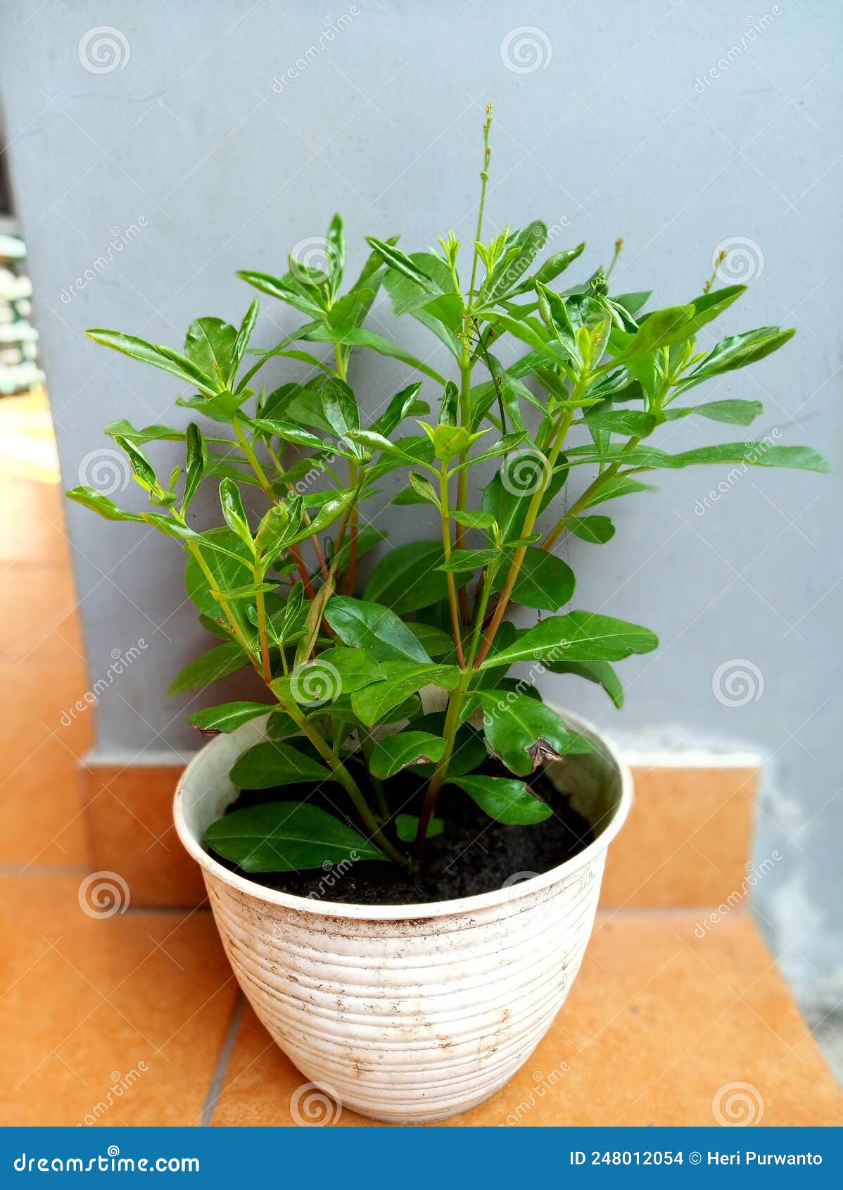 Talinum paniculatum stock photo. Image of tree, jawa - 248012054
