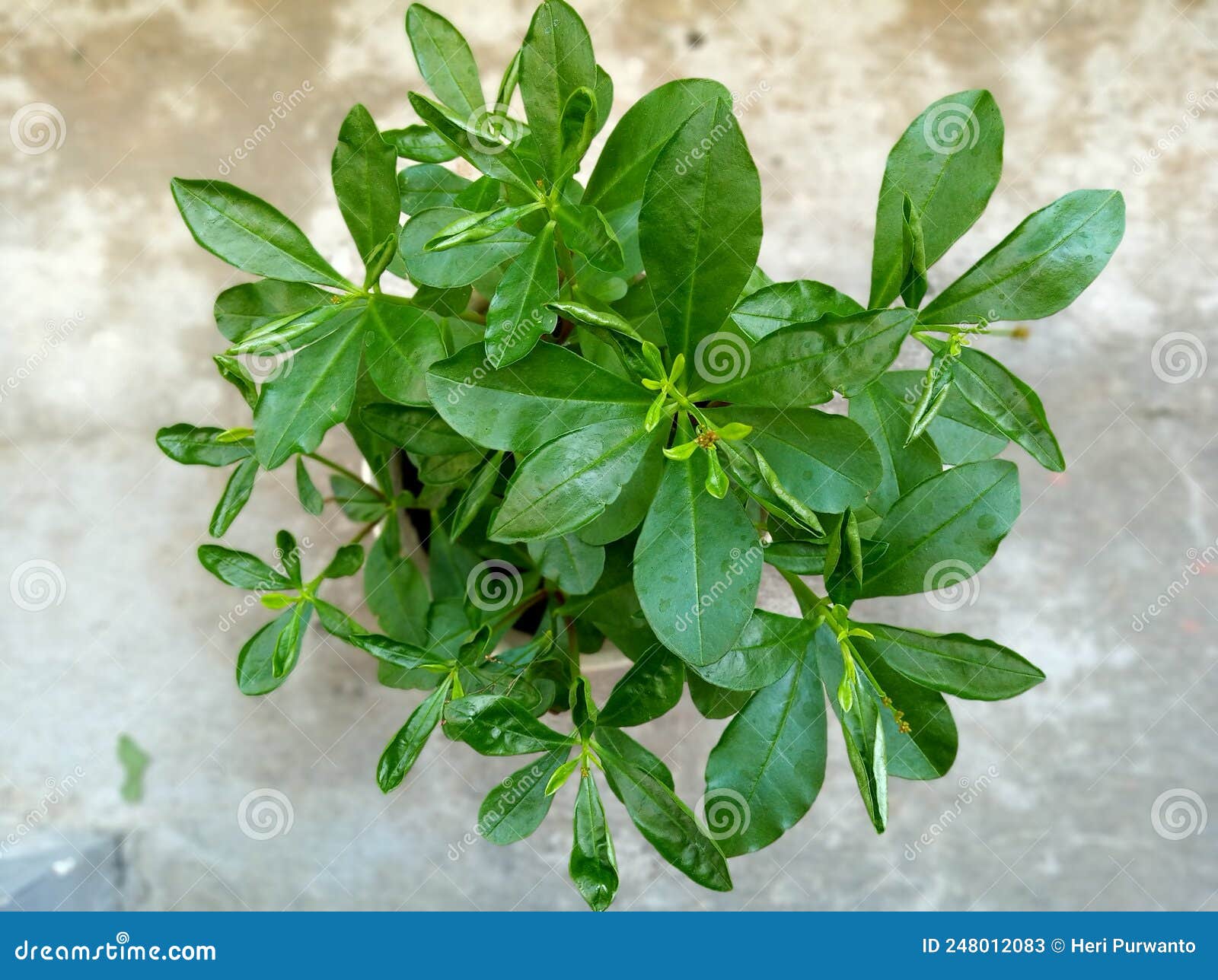 Talinum paniculatum stock image. Image of vegetable - 248012083