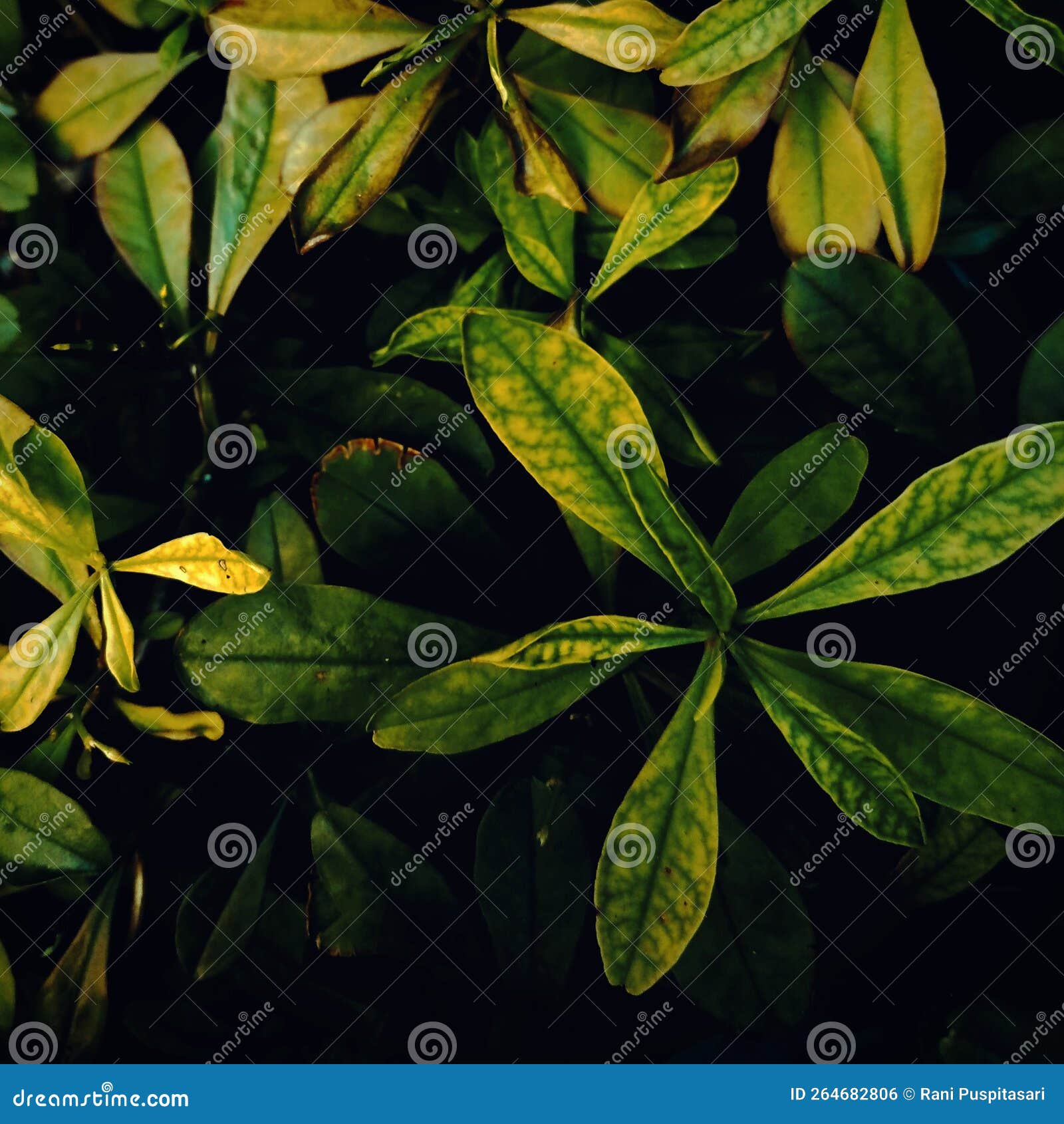 Talinum paniculatum stock photo. Image of leaves, herb - 264682806