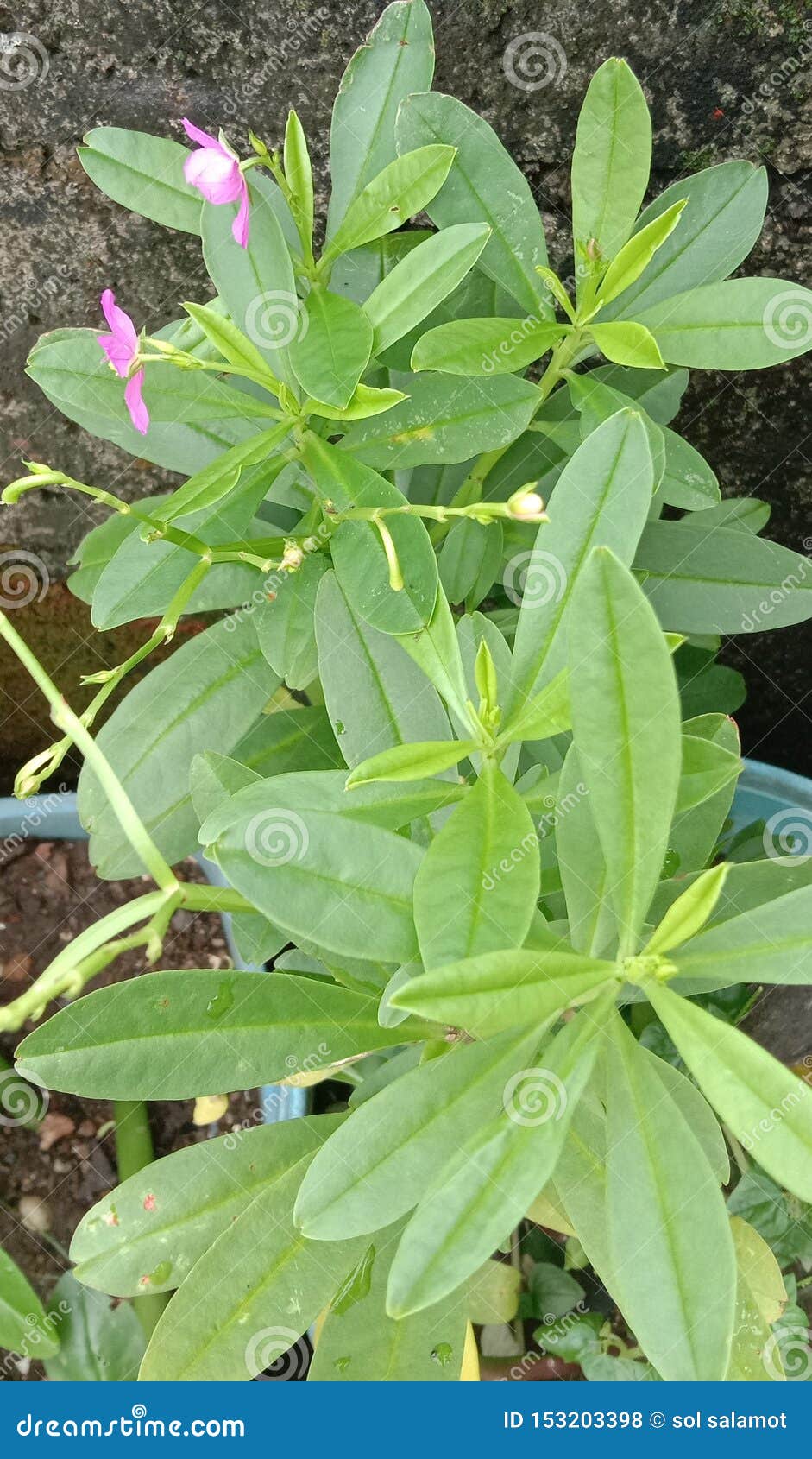 Talinum stock photo. Image of vegetables, talinum, green - 153203398