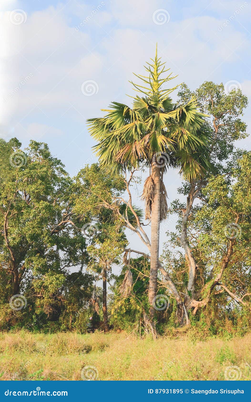 Talipot imagen de archivo. Imagen de paisaje, corona - 87931895