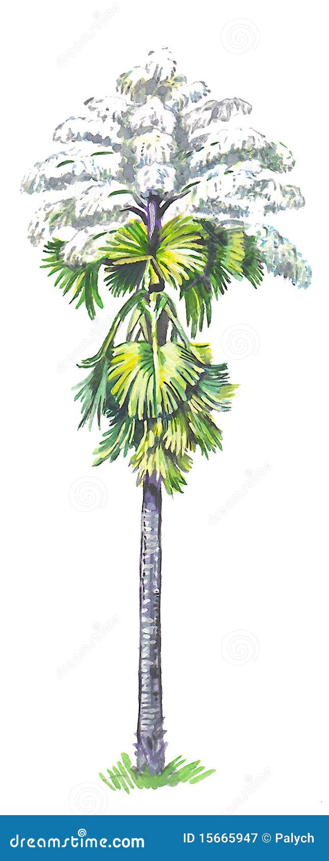 Talipot Palm (Corypha Umbraculifera) Stock Illustration - Illustration ...