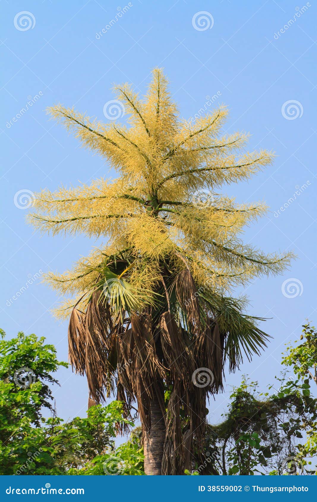 The Talipot Palm - Corypha Umbraculifera. Stock Photo | CartoonDealer ...