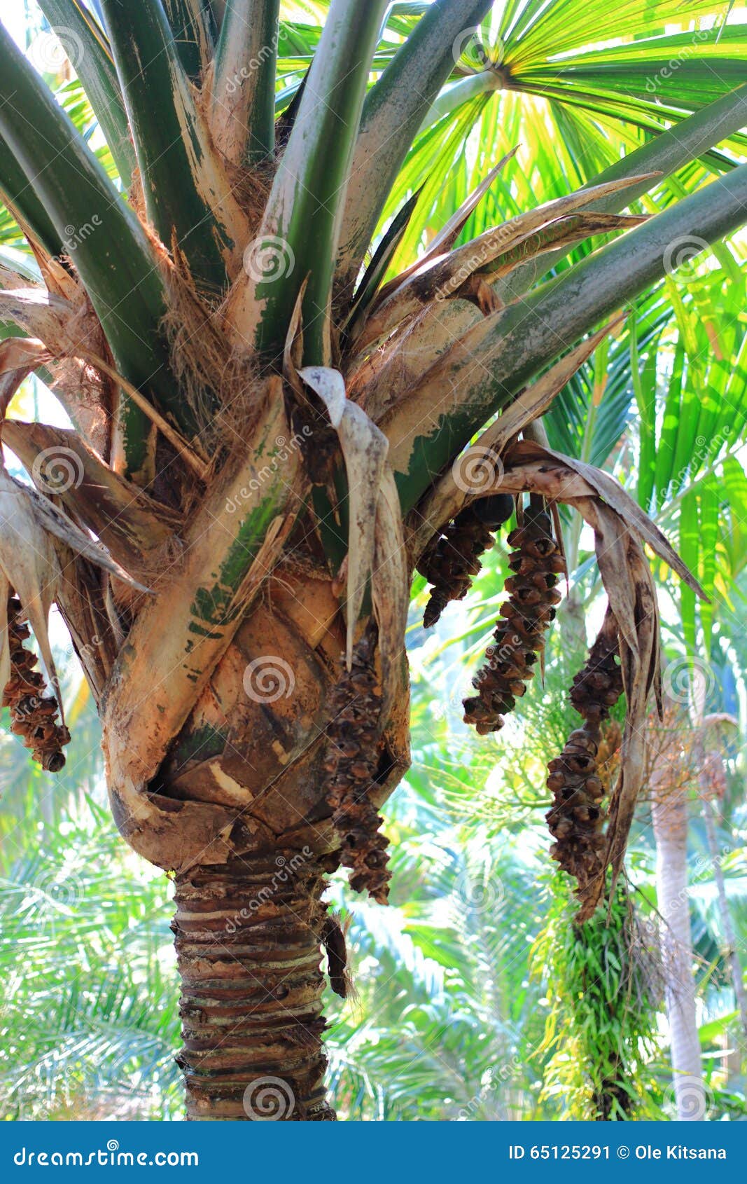 Talipot palm fruit stock image. Image of palm, talipot - 65125291