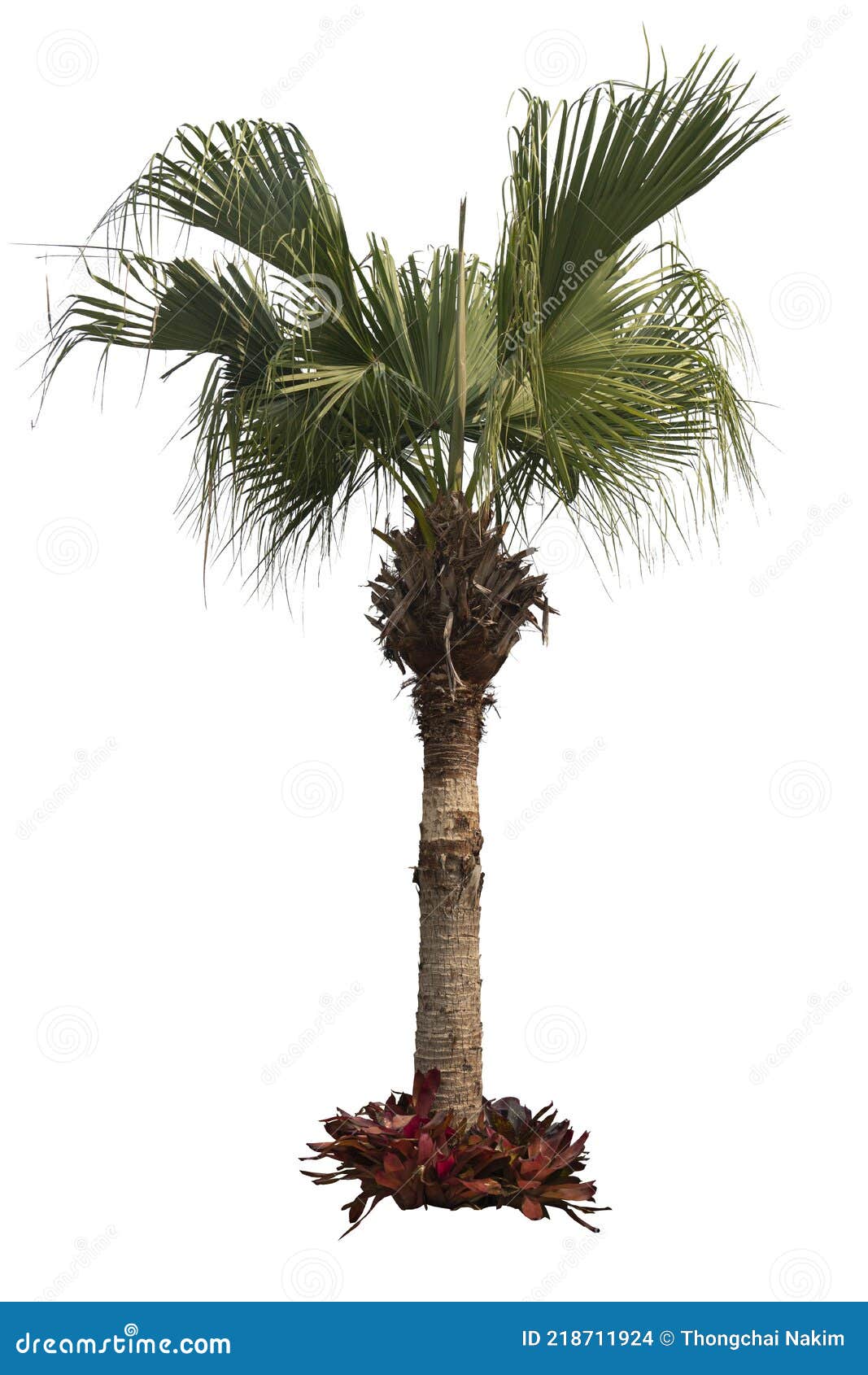 The Talipot Palm - Corypha Umbraculifera. Stock Photo | CartoonDealer ...