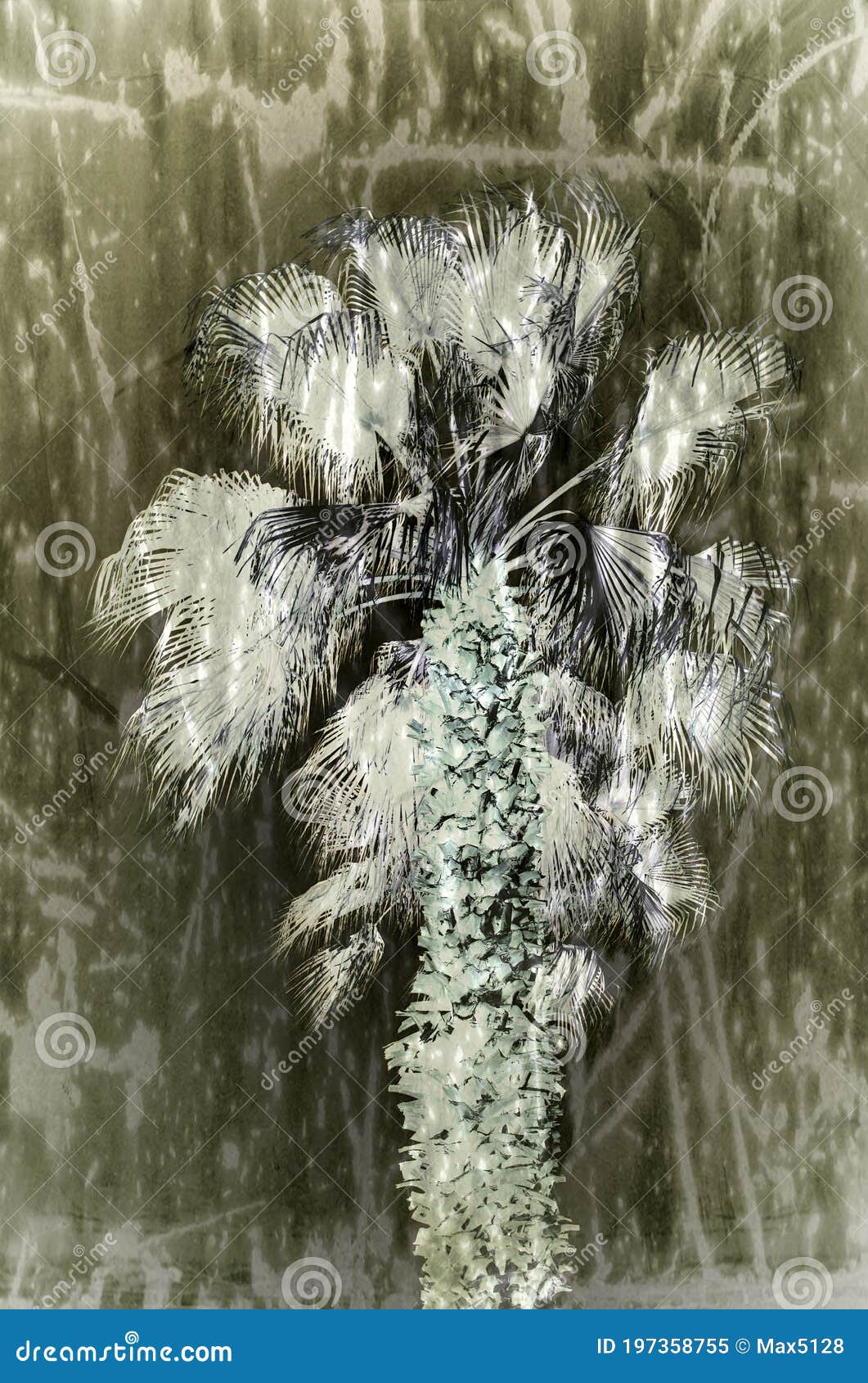 The Talipot Palm - Corypha Umbraculifera. Stock Photo | CartoonDealer ...