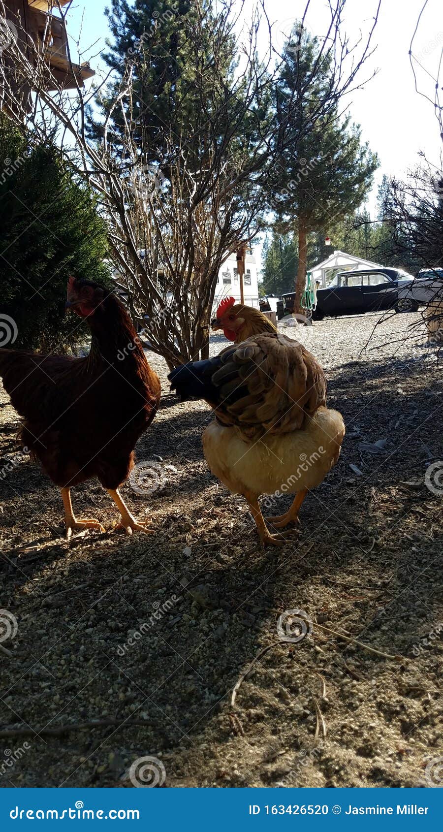Talk to the stock photo. Image of walkaway, chicken - 163426520