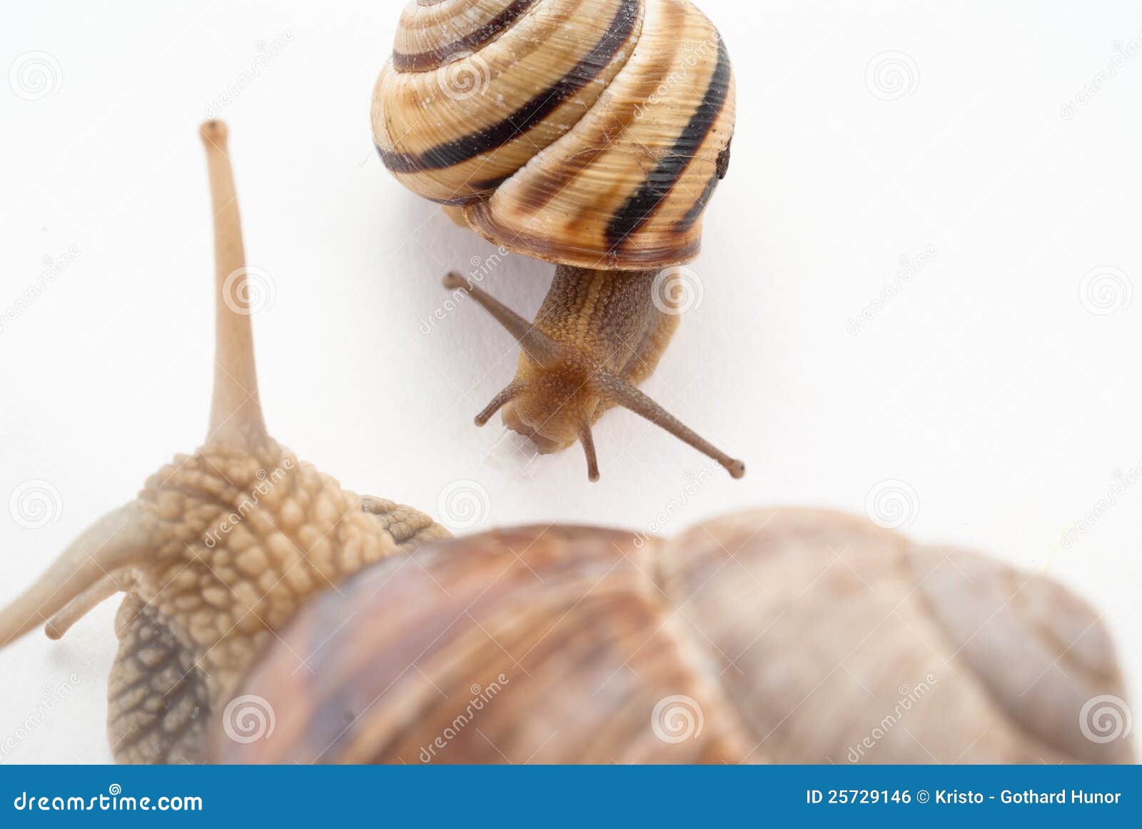 Talk of two snails stock photo. Image of creep, sensuality - 25729146