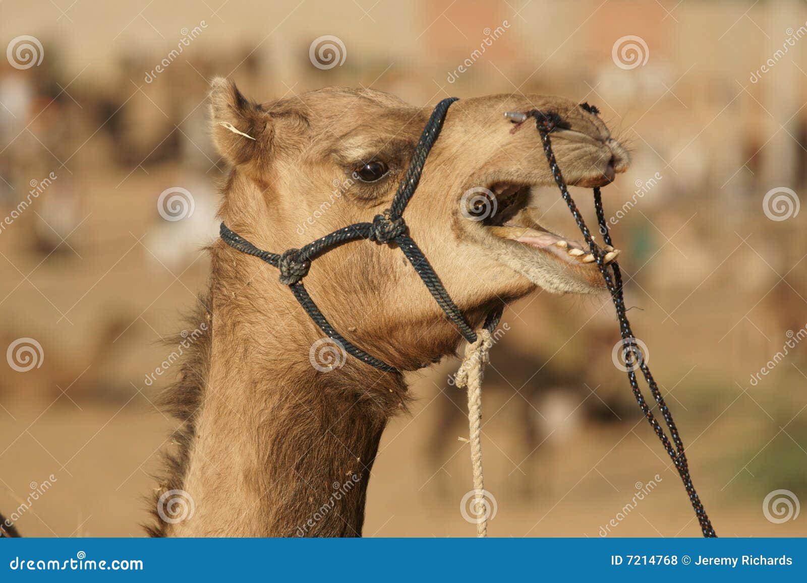 Talkative Camel stock photo. Image of bridle, rajasthan - 7214768