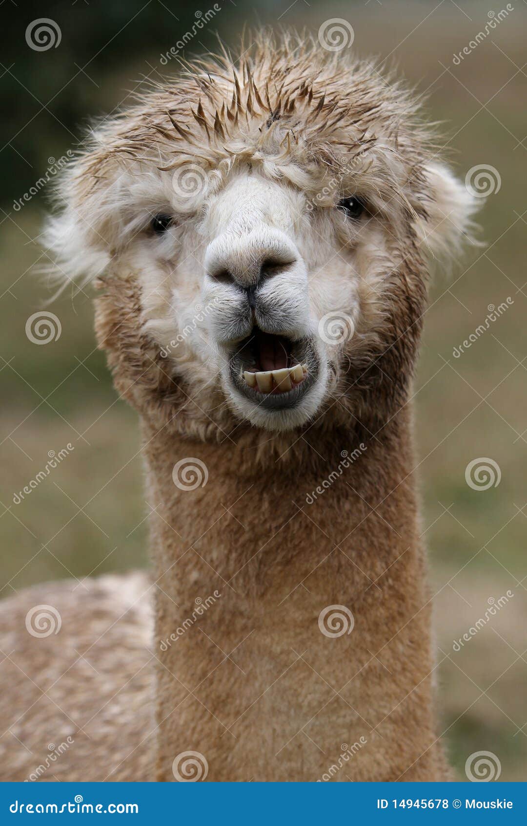 Talking Alpaca stock photo. Image of talking, nose, farming - 14945678