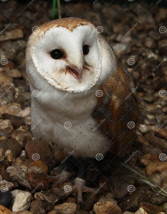 Talking barn owl stock photo. Image of nature, white - 38566338