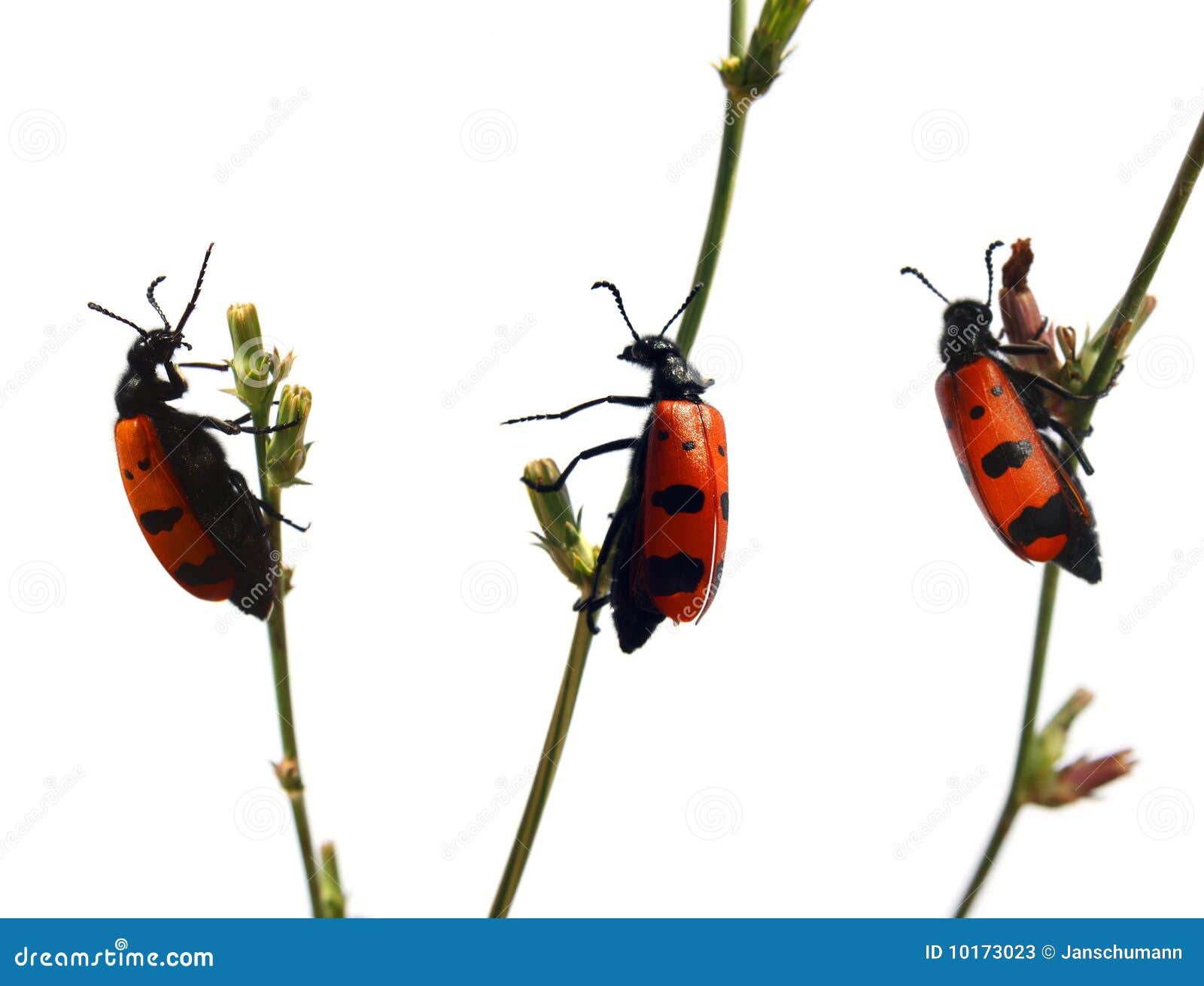Talking beetles 02 stock image. Image of gesture, communicate - 10173023