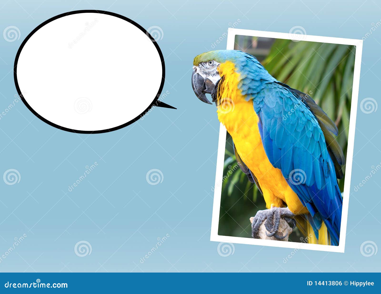 Talking Bird stock photo. Image of birthday, knowledge - 14413806