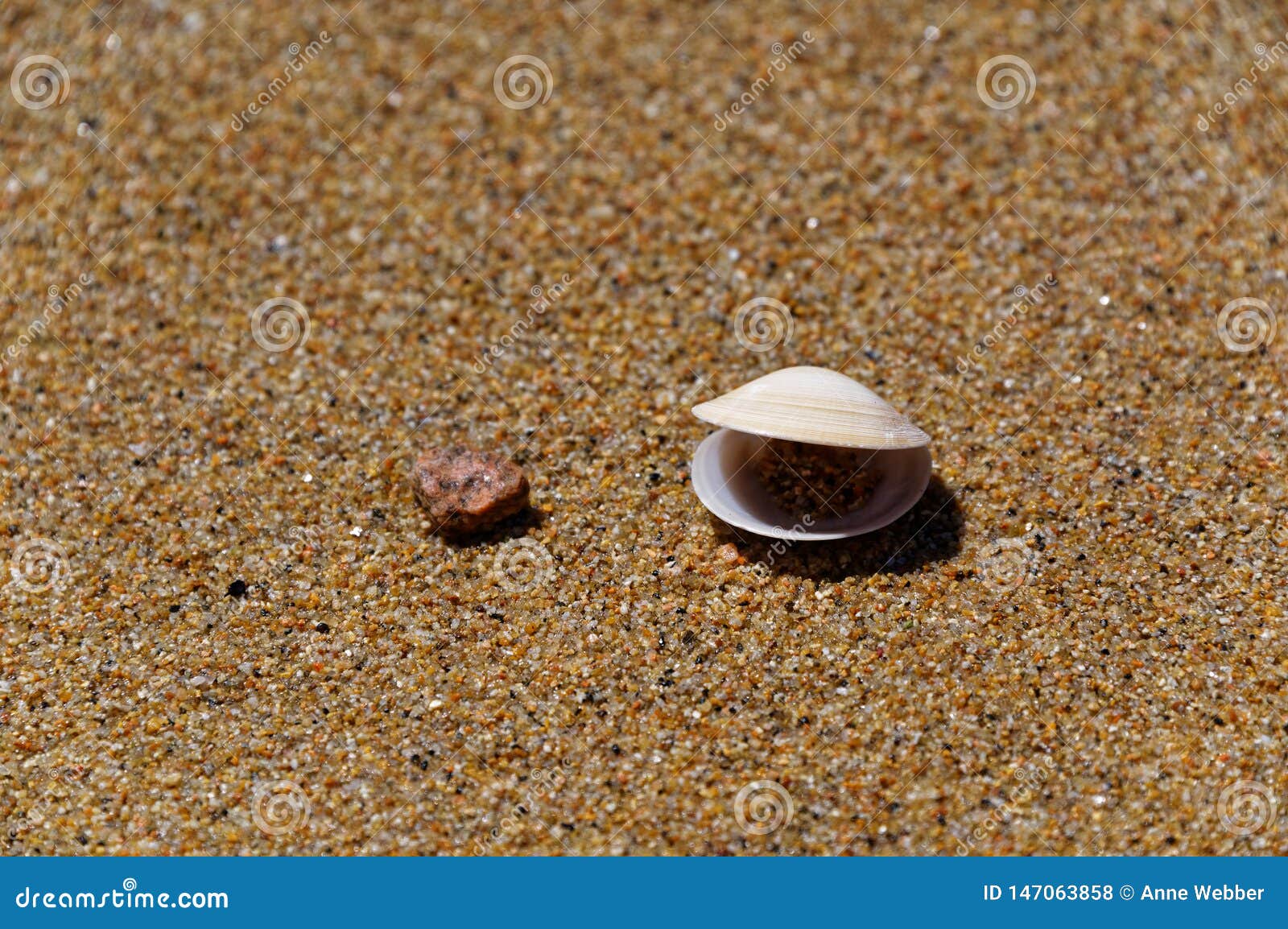 Talking Bivalve on the Beach Stock Photo - Image of cream, holiday ...