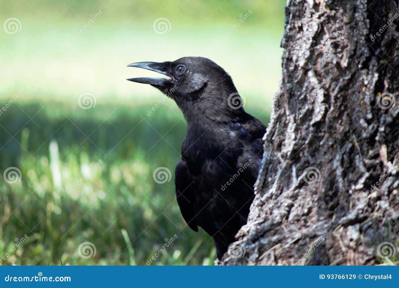 Talking Black Crow stock image. Image of peeking, solitary - 93766129