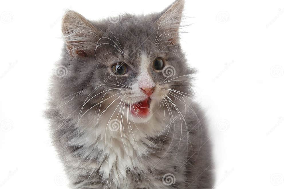 Talking cat stock photo. Image of meowing, face, animals - 387206