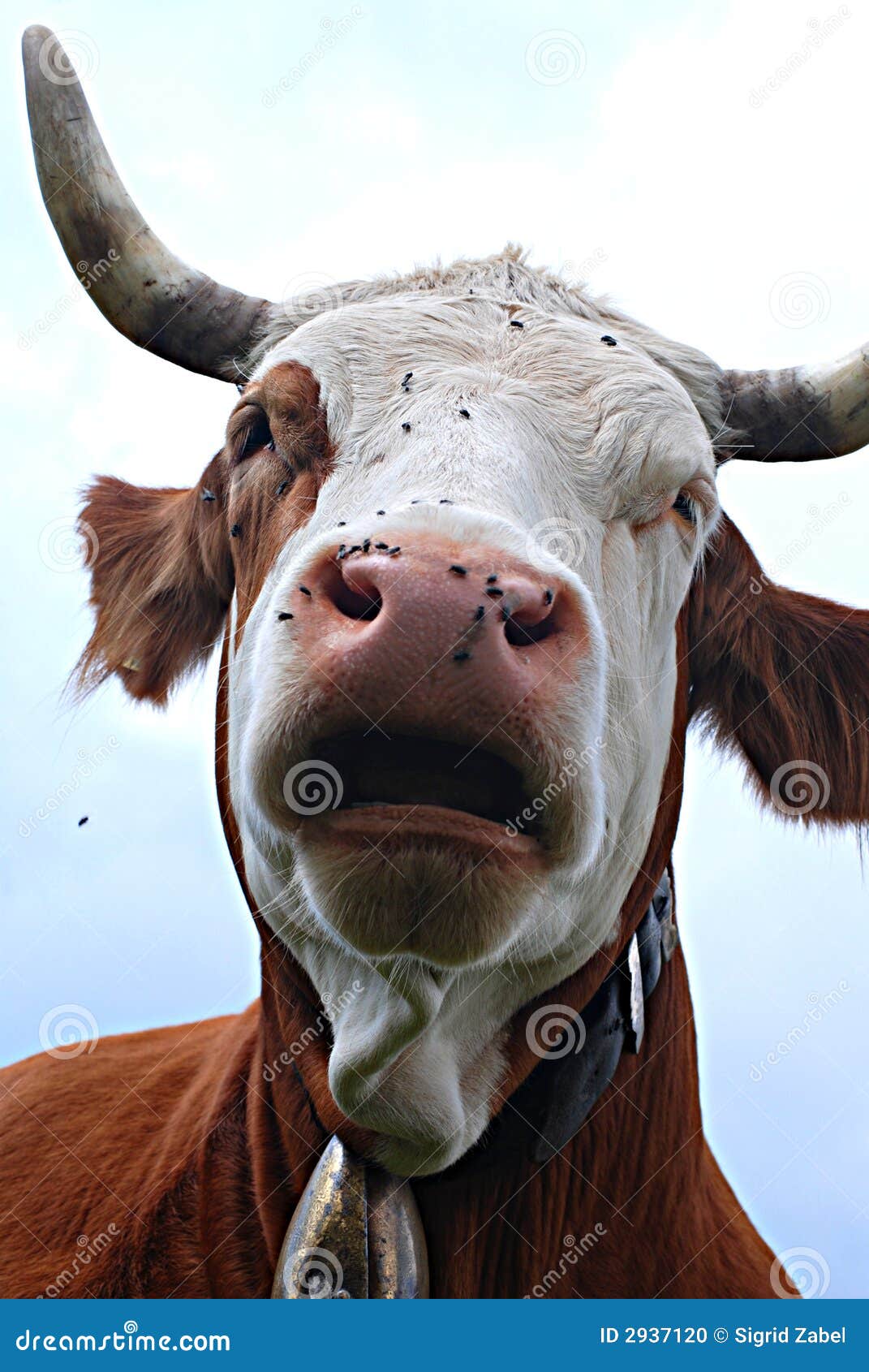 Talking cow stock photo. Image of nose, animal, open, mouth - 2937120