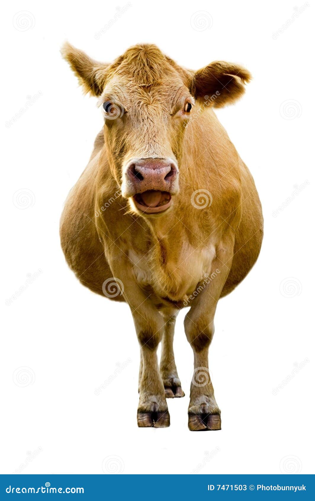 Talking Cow stock image. Image of expressive, standing - 7471503