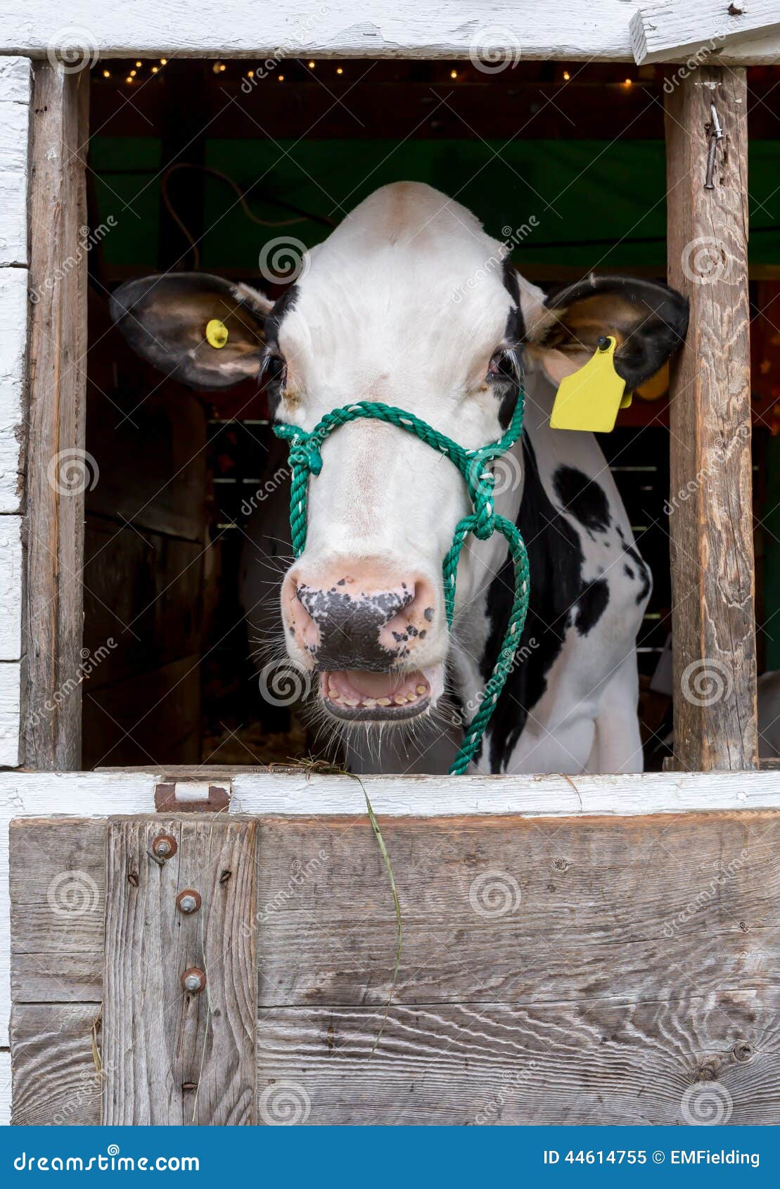 Talking Cow in a barn stock image. Image of mammal, fair - 44614755