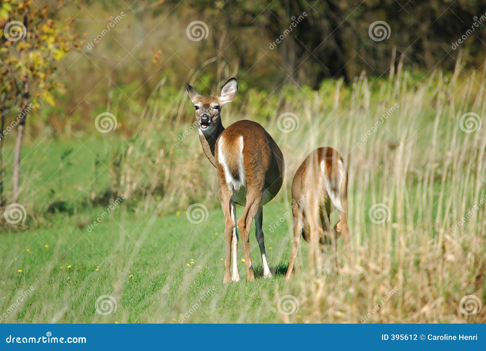 Talking deer stock photo. Image of fields, meadow, forest - 395612