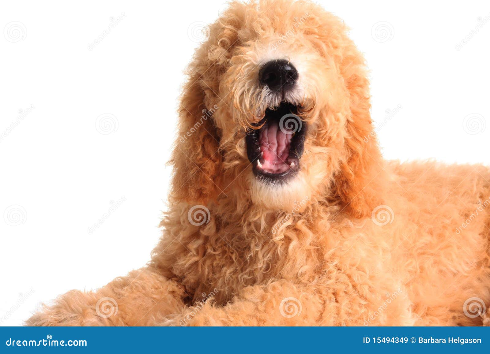 Talking dog stock image. Image of expression, goldendoodle - 15494349