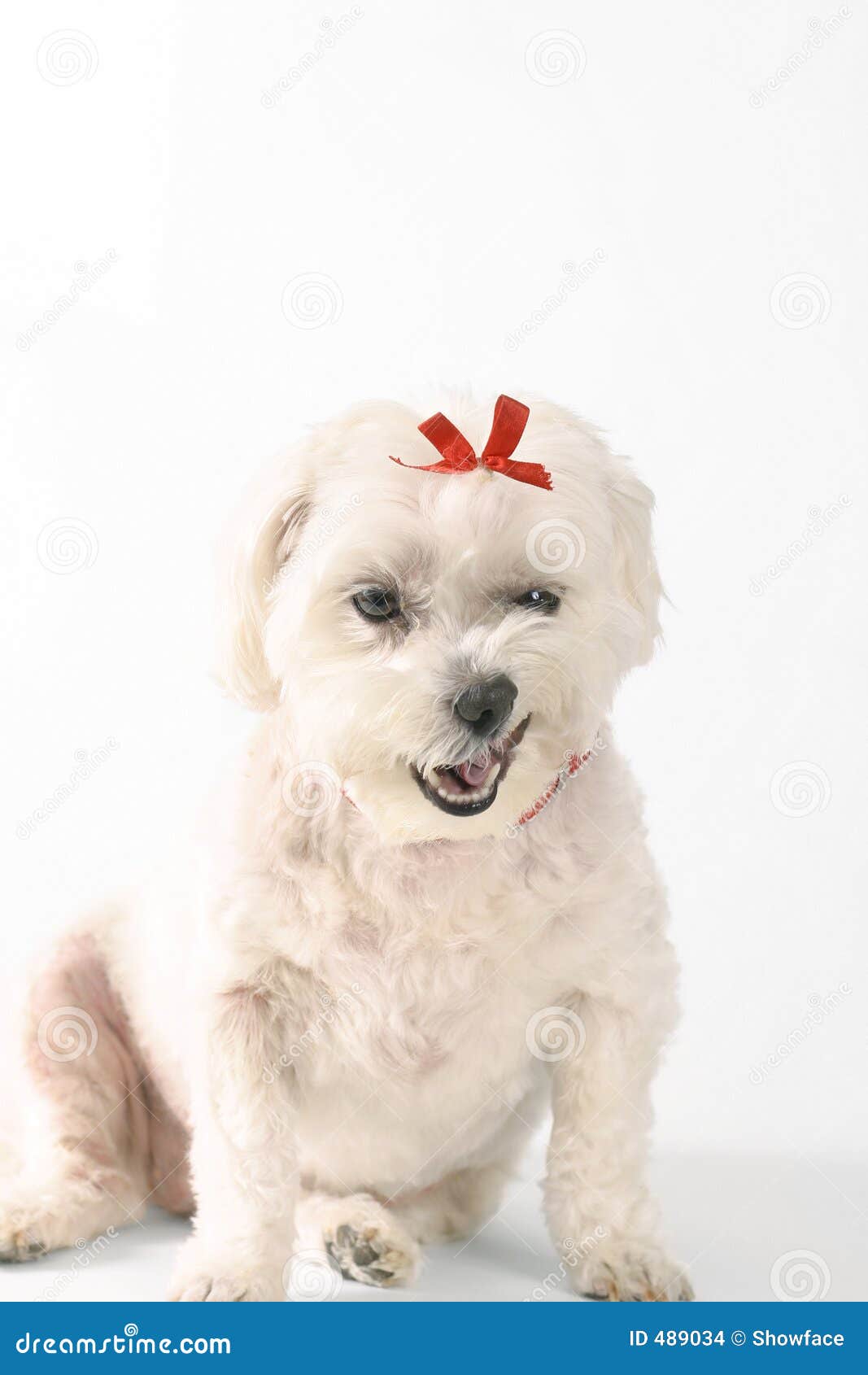 Talking Dog?? stock photo. Image of maltese, expression - 489034