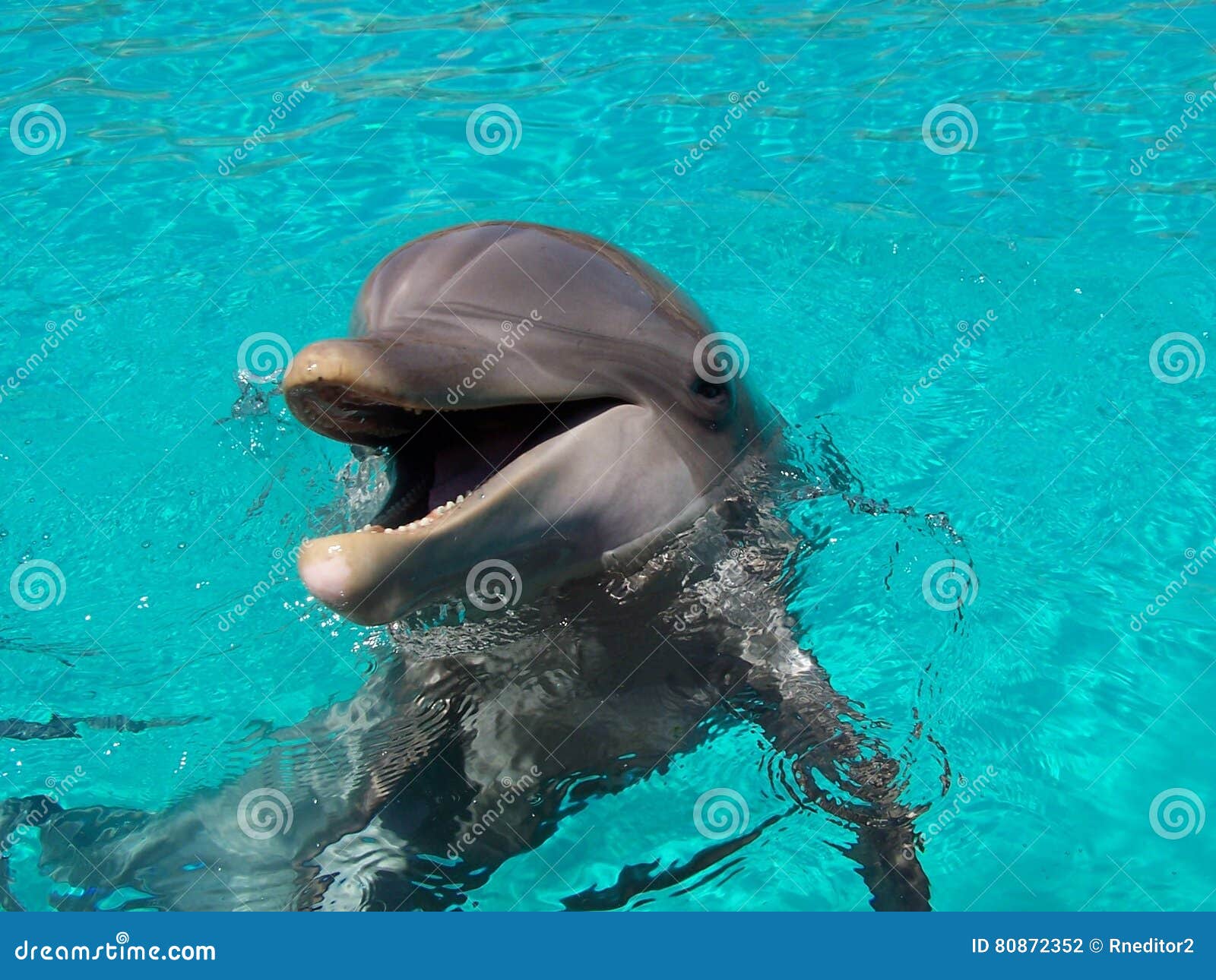 Talking Dolphin stock photo. Image of communicate, learning - 80872352