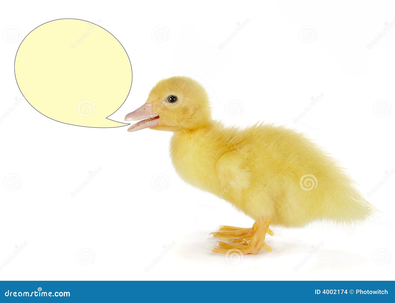 Talking duckling stock photo. Image of geese, bird, cute - 4002174