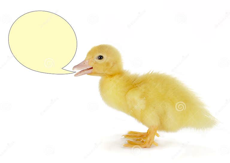 Talking duckling stock photo. Image of geese, bird, cute - 4002174