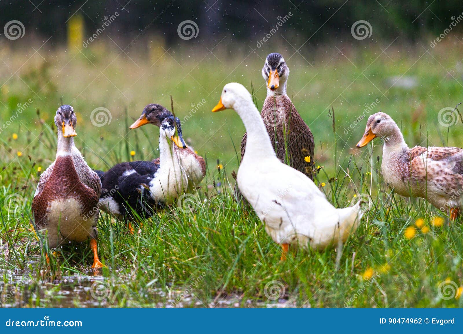 Talking ducks stock photo. Image of grass, water, birds - 90474962