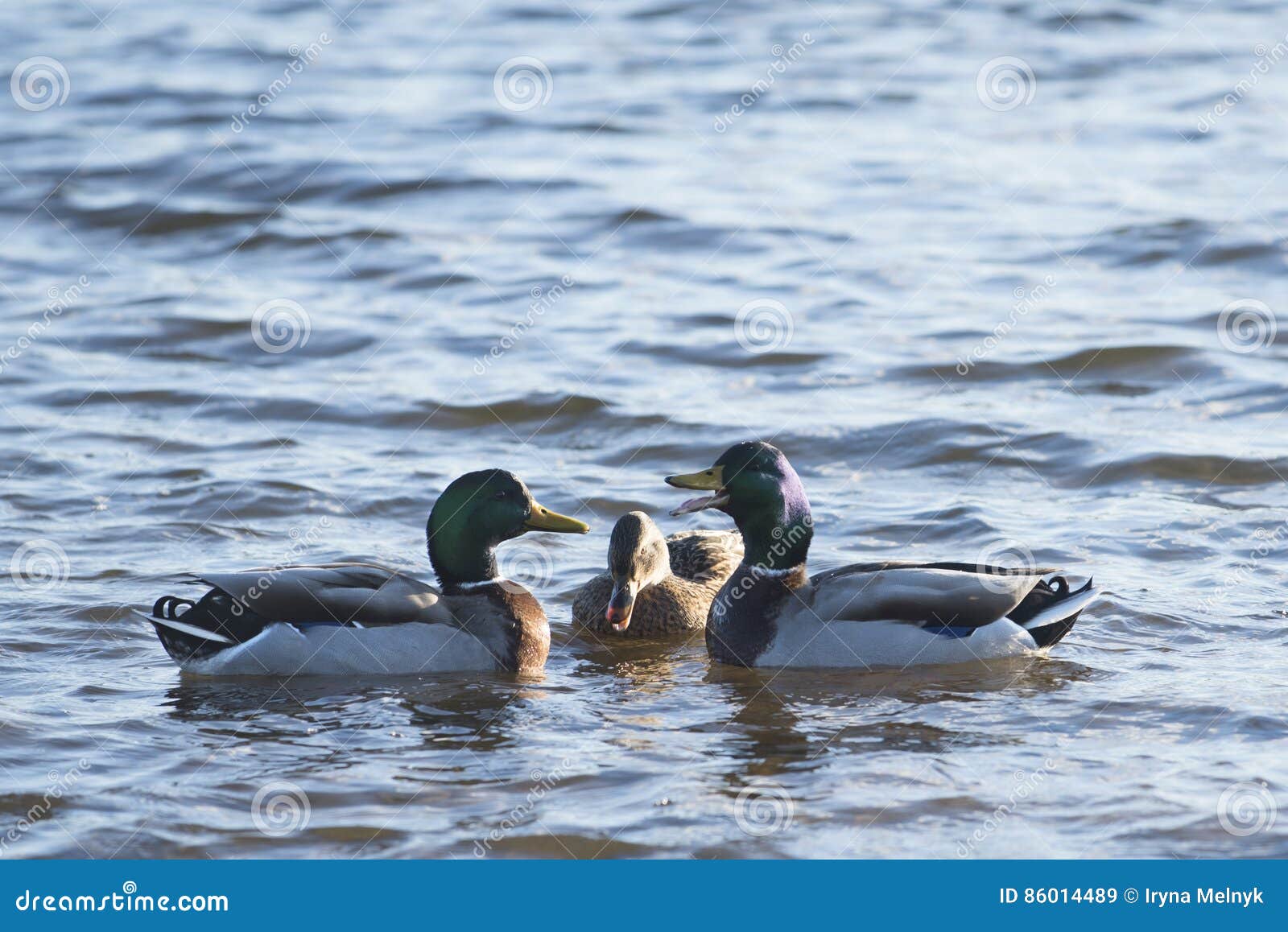 Talking duks stock image. Image of three, bird, animal - 86014489