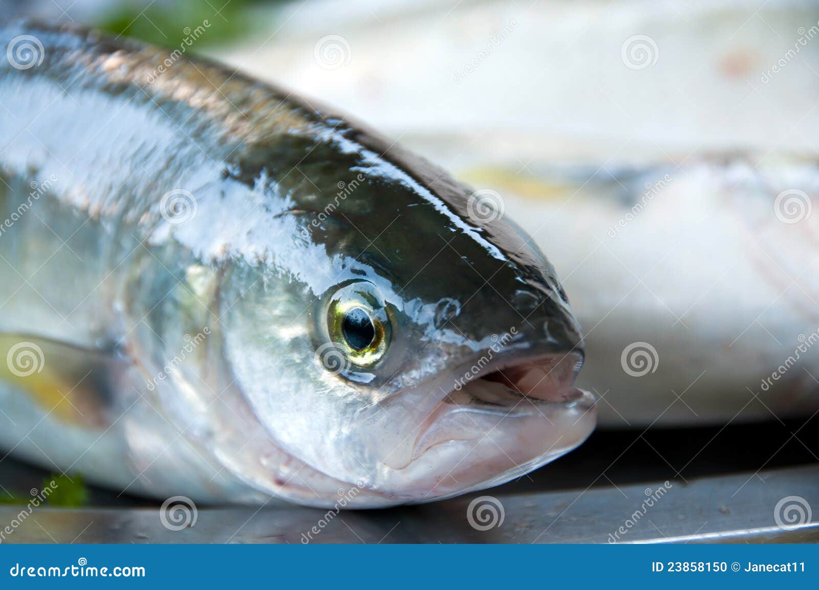 Talking fish stock photo. Image of seafood, mouth, gills - 23858150