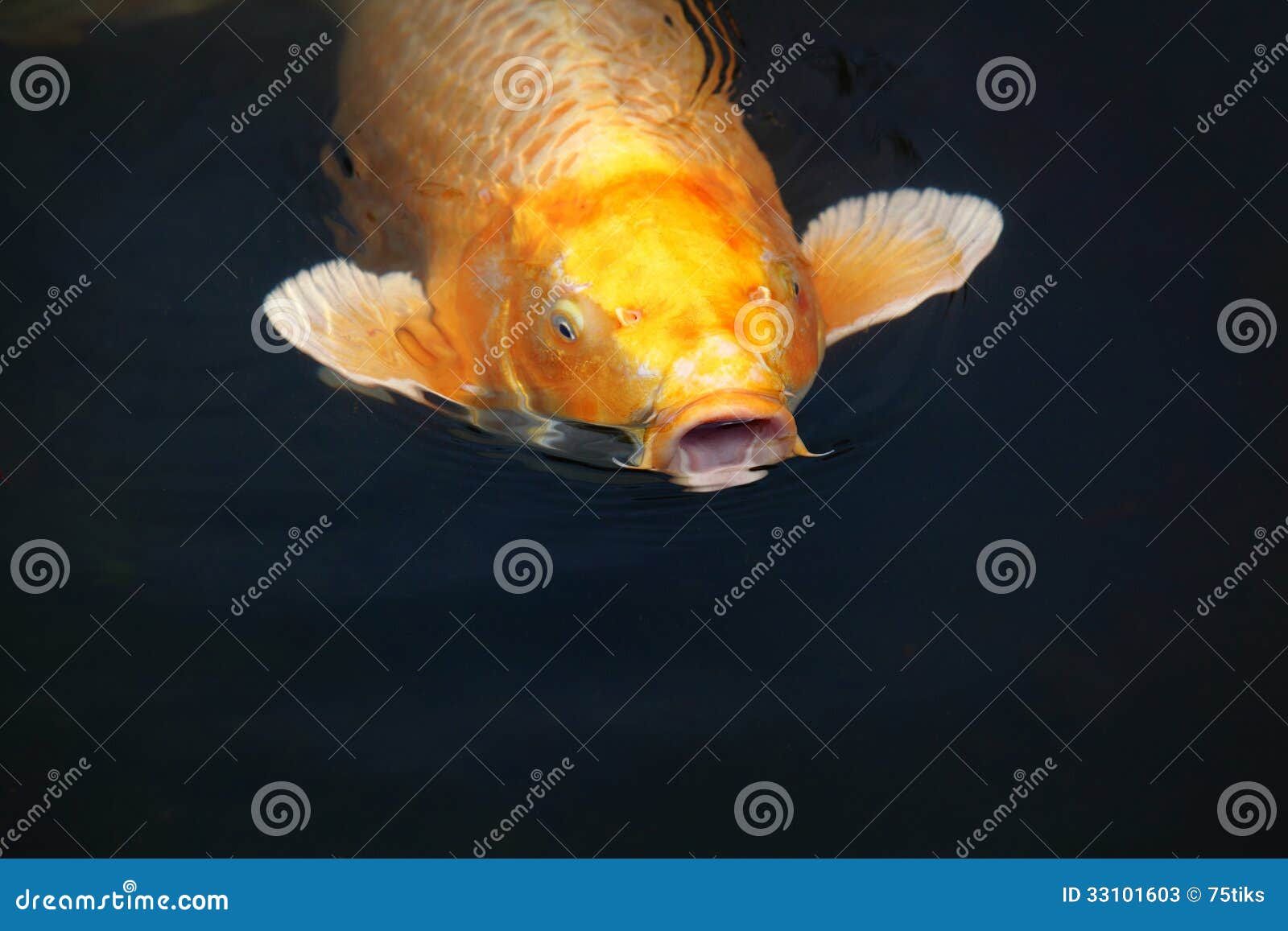 The Talking Fish stock image. Image of carp, singing - 33101603