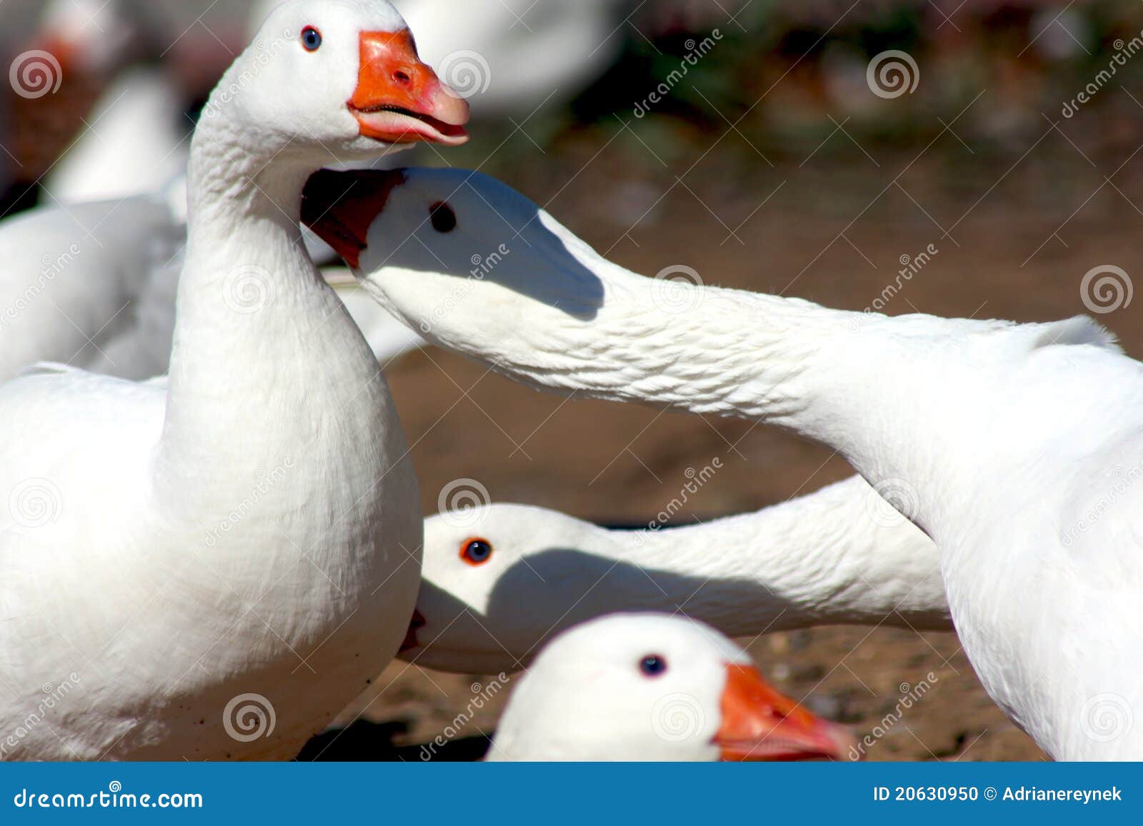 Talking geese stock photo. Image of wildlife, discussion - 20630950