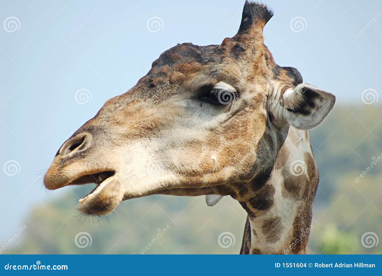 Talking giraffe stock photo. Image of profile, open, wildlife - 1551604