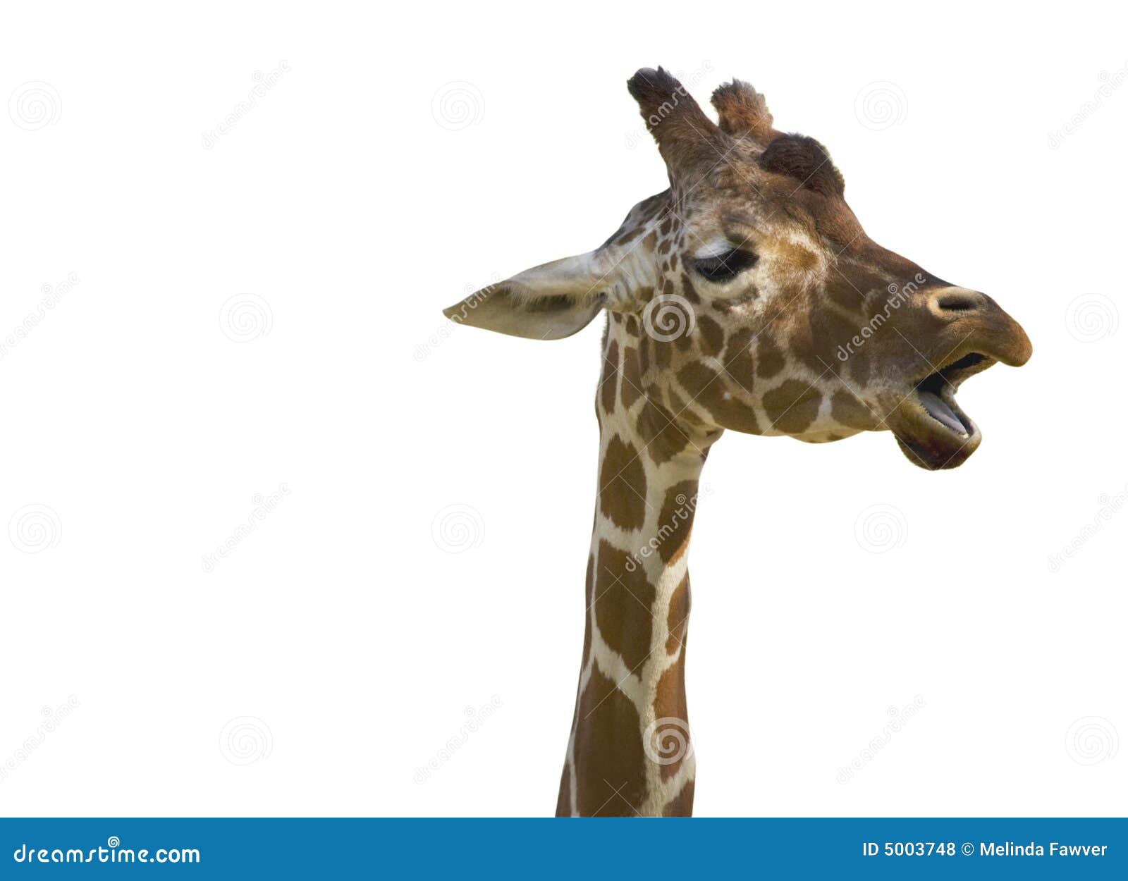 Talking Giraffe with path stock photo. Image of speak - 5003748
