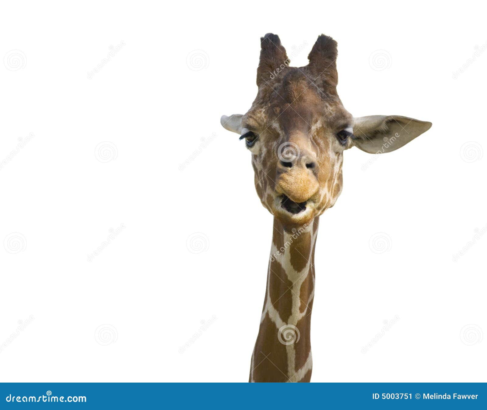 Talking Giraffe with path stock image. Image of white - 5003751