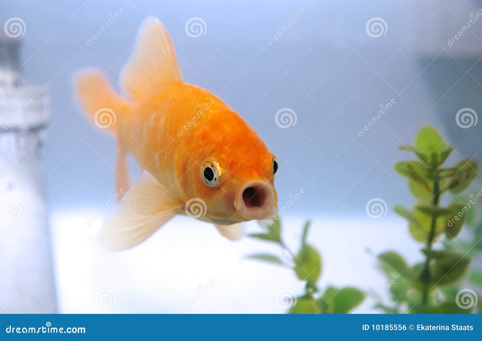 Talking gold fish. stock photo. Image of mouth, gold - 10185556