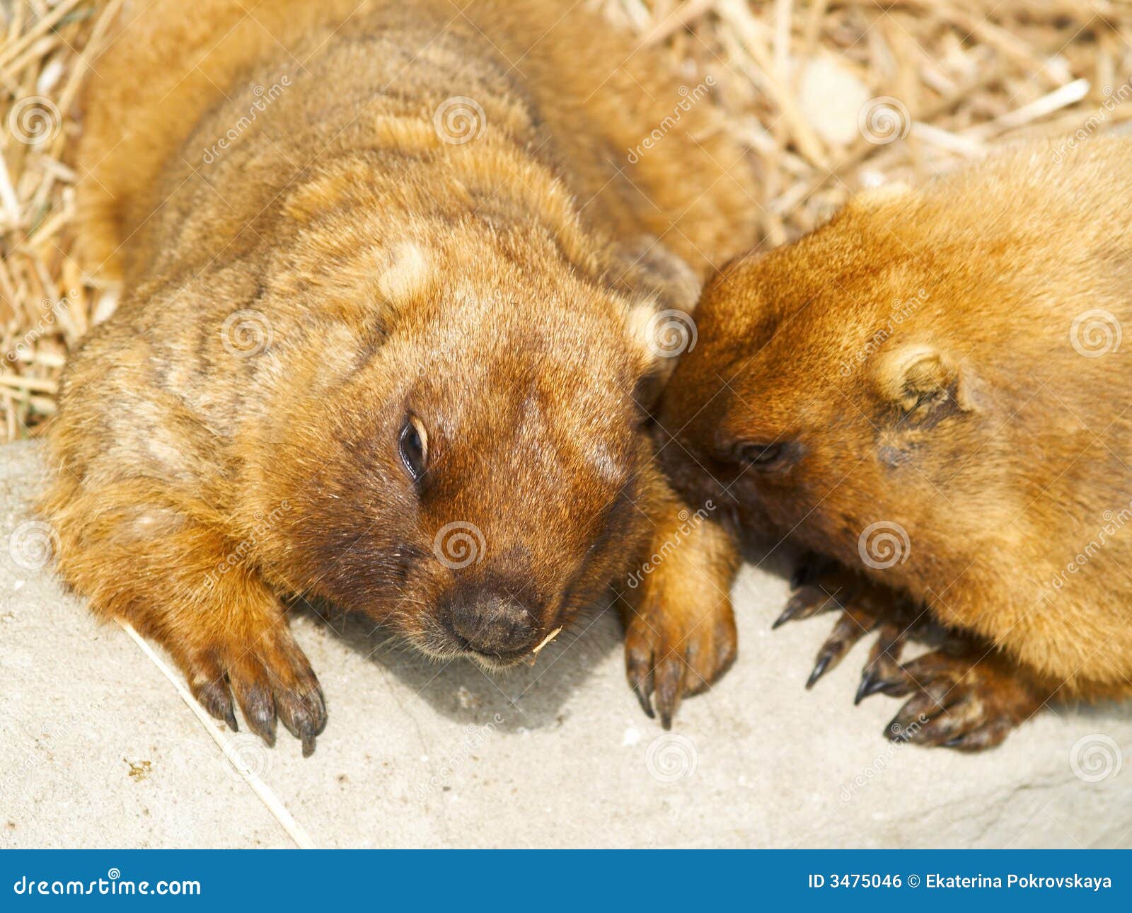 Talking gophers stock photo. Image of claws, rodent, gopher - 3475046