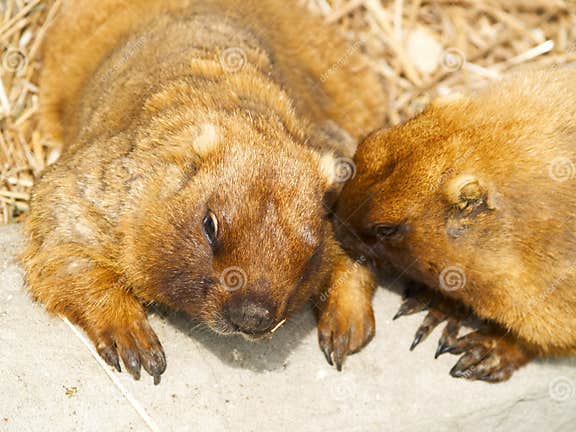Talking gophers stock photo. Image of claws, rodent, gopher - 3475046
