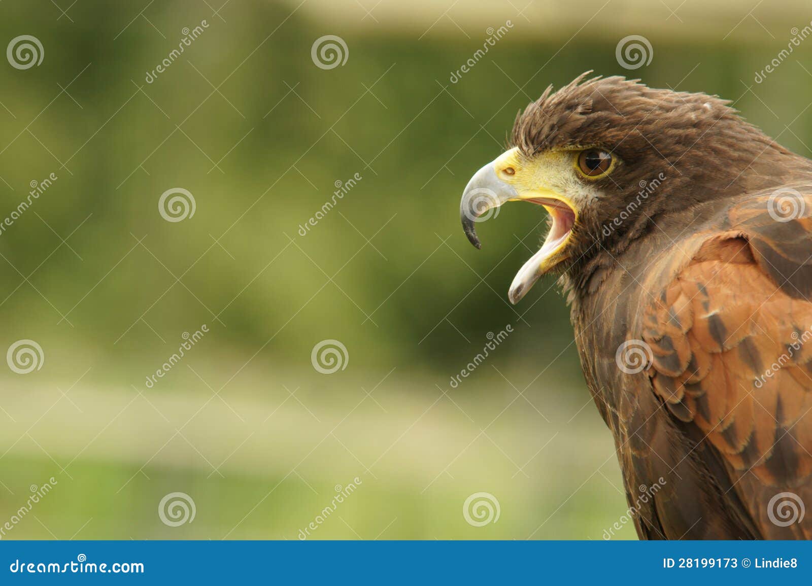 Talking Harris Hawk stock image. Image of talk, harris - 28199173